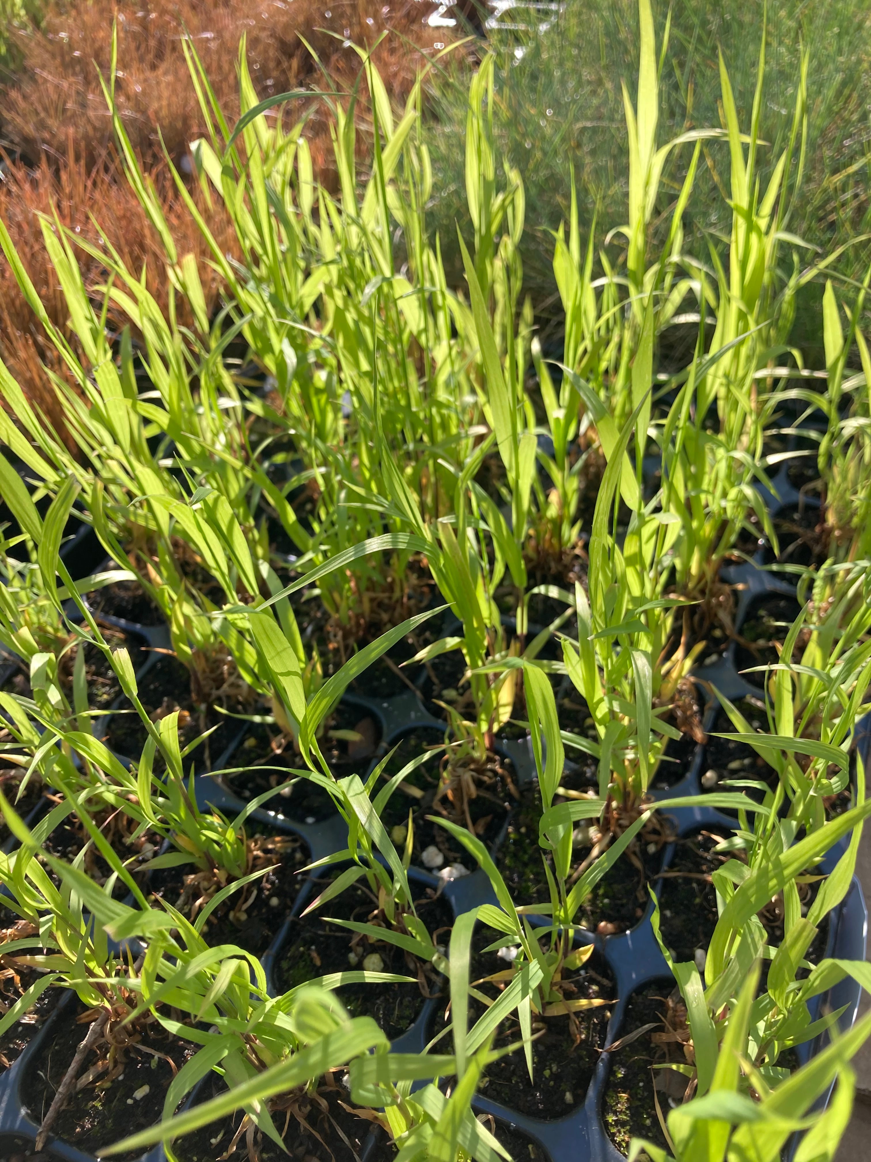6 young transplants of ornamental grass Melica (Red Spire) Includes Po ...