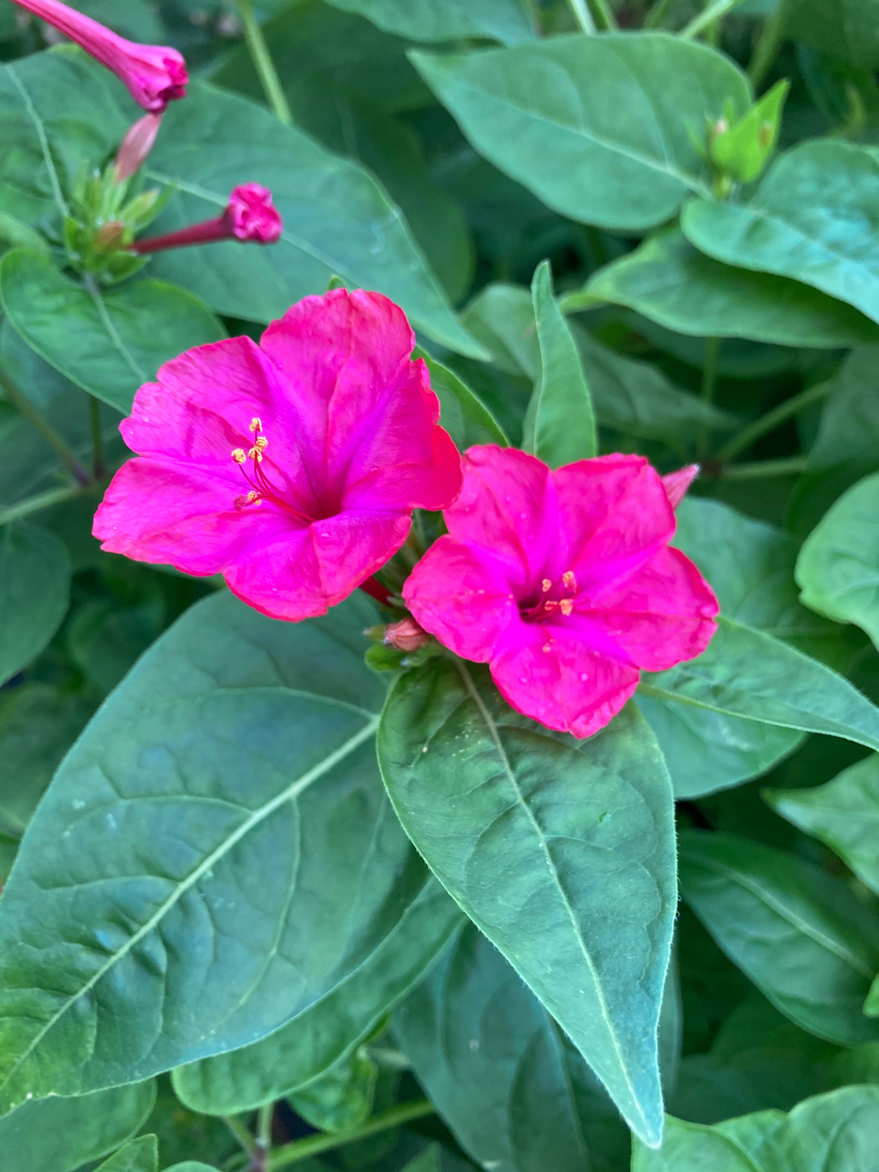 1 tuber of Mirabilis Jalapa (Japanese Wonder Flower/Marvel of Peru) In ...